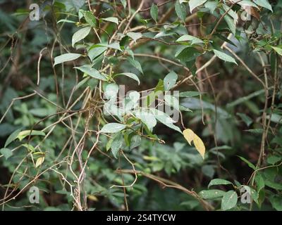 Chinese Hydrangea (Hydrangea chinensis Stock Photo - Alamy