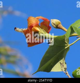 blue mahoe (Hibiscus elatus Stock Photo - Alamy