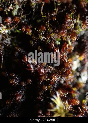 Black Rock Moss (Andreaea rupestris) Plantae Stock Photo - Alamy