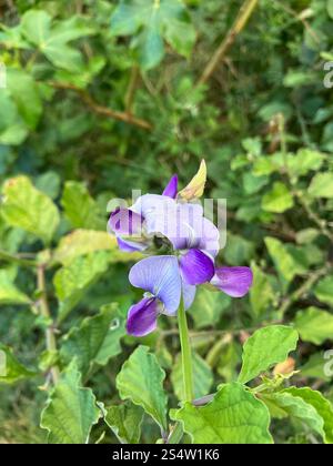 Crotalaria verrucosa L Crotalaria verrucosa L Stock Photo - Alamy
