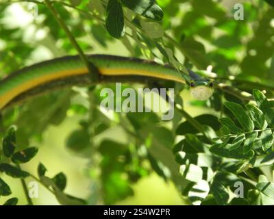 Pacific Coast Parrot Snake (Leptophis diplotropis) Reptilia Stock Photo ...