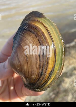 Giant Floater (Pyganodon grandis Stock Photo - Alamy