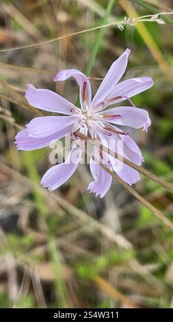 rose rush (Lygodesmia aphylla Stock Photo - Alamy