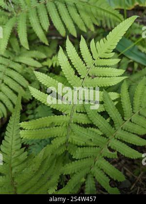 Parasitic Tri-vein Fern (Christella parasitica) Plantae Stock Photo - Alamy
