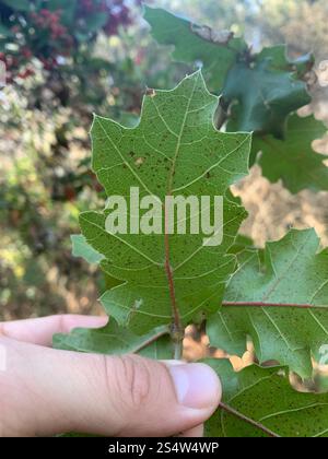 Oracle Oak (Quercus × morehus Stock Photo - Alamy