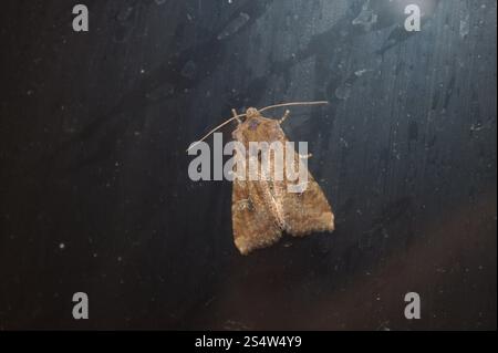 Veiled Ear Moth (Loscopia velata Stock Photo - Alamy
