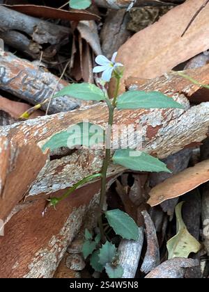 White Root (Lobelia purpurascens Stock Photo - Alamy