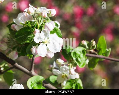 Blossoming plum tree in spring. White flower petals of a fruit tree on ...