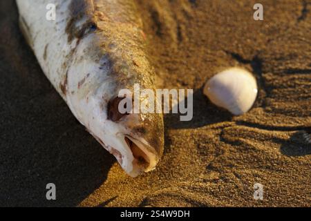 Dead grey mullet on the beach of Marina Romea Stock Photo - Alamy