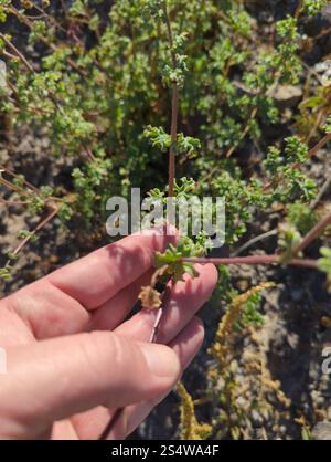 thickleaf rockdaisy (Perityle crassifolia Stock Photo - Alamy