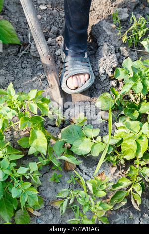 man digging potatoes with a shovel in the garden. man digging potatoes ...