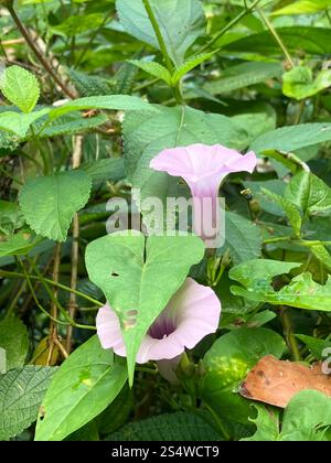 Bejuco de puerco (Ipomoea tiliacea), Plantae, Saint Lucia, Saint Lucia ...