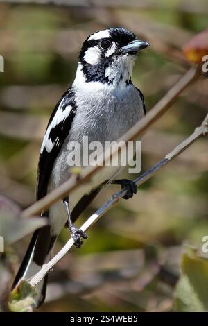 White-eared Monarch (Carterornis leucotis Stock Photo - Alamy