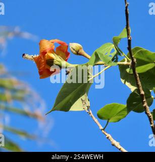 blue mahoe (Hibiscus elatus Stock Photo - Alamy