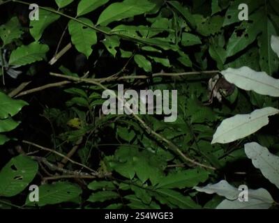 White-tailed Giant Rat (Uromys caudimaculatus), Mammalia, Fig Tree Road ...
