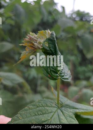 Raspberry rust Phragmidium rubi idaei orange pustules on raspberry leaf ...