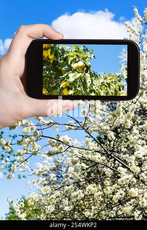 Ripe apple and blossoming branch of an apple-tree on a wooden surface ...