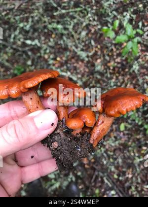 Southern Candy Cap (Lactarius rufulus), Fungi, Moffitt Library ...