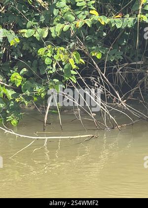 Typical Crocodiles (Crocodylus Stock Photo - Alamy