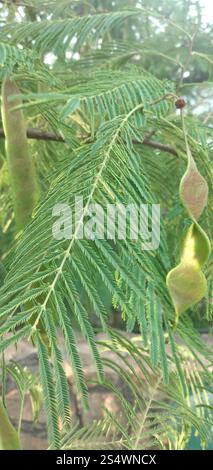 Red Angico (Anadenanthera colubrina Stock Photo - Alamy