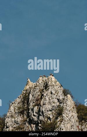 Many wild birds of prey nest in the mountains. Bald eagles perch on top ...