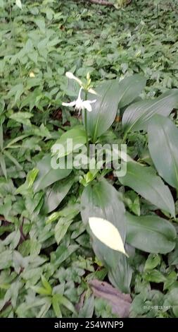 Amazon Lilies (Urceolina Stock Photo - Alamy