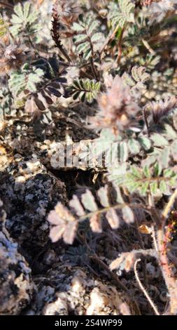 soft prairie clover (Dalea mollissima Stock Photo - Alamy