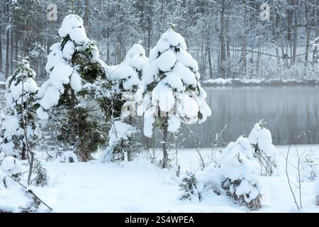 Winter landscape on the bank of a small river, bushes and trees covered ...