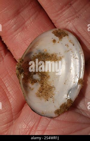 Peppery Furrow Shell (Scrobicularia plana) Mollusca Stock Photo - Alamy