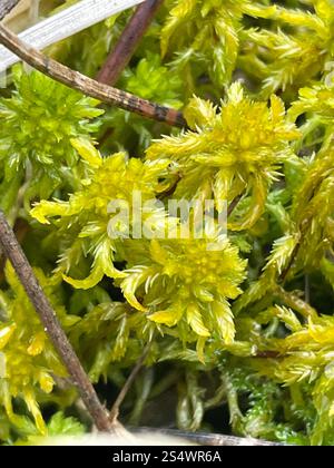 Lesser Cow-horn Bog-moss (Sphagnum inundatum), Plantae, La Coruña ...