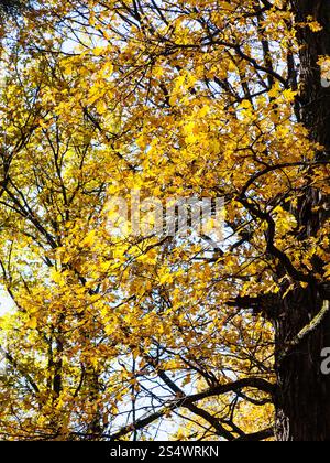 Oak branches with yellow leaves in autumn park. Bright yellow and ...