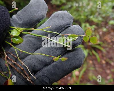 barnacle lichens (Thelotrema Stock Photo - Alamy