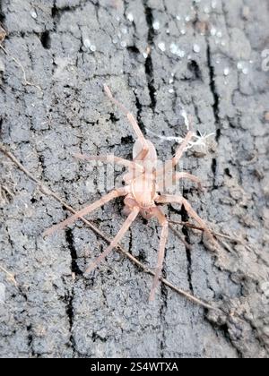 Rocky Canyon Spiders (Titiotus Stock Photo - Alamy