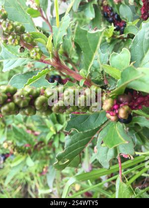 Inkweed (Phytolacca octandra Stock Photo - Alamy