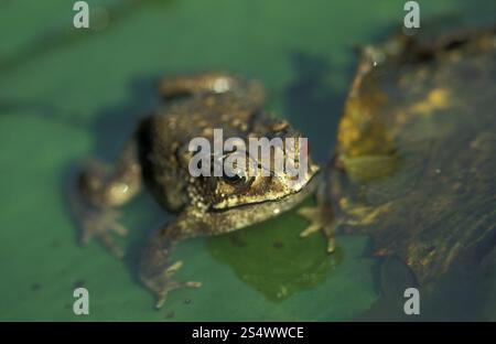 green frog on the island Bali in indonesia in southeastasia Stock Photo ...