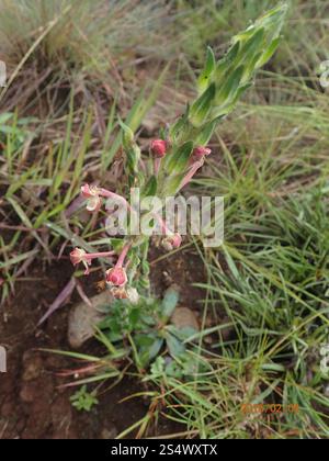 Short-tube Drumsticks (Zaluzianskya microsiphon Stock Photo - Alamy