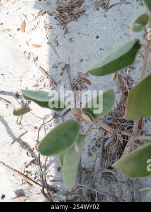 Beach Croton (Croton punctatus Stock Photo - Alamy