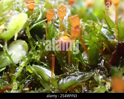 Common Pottia (Tortula truncata Stock Photo - Alamy