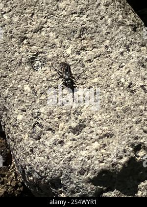 Spider Wasps, Velvet Ants, and Allies (Pompiloidea Stock Photo - Alamy