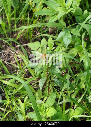Asian Copperleaf (Acalypha australis Stock Photo - Alamy