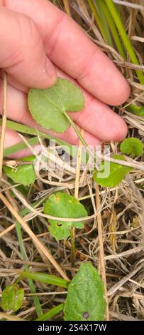 Centella (Centella uniflora Stock Photo - Alamy