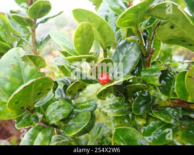 Azores Holly (Ilex perado azorica), Plantae, São Miguel Island, Ribeira ...