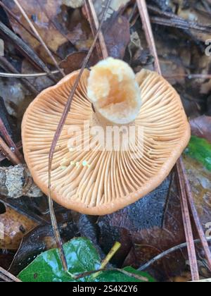 Candy Cap (Lactarius rubidus Stock Photo - Alamy