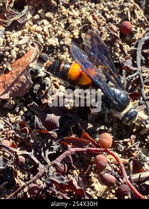 Caribbean scoliid wasp (Dielis dorsata Stock Photo - Alamy