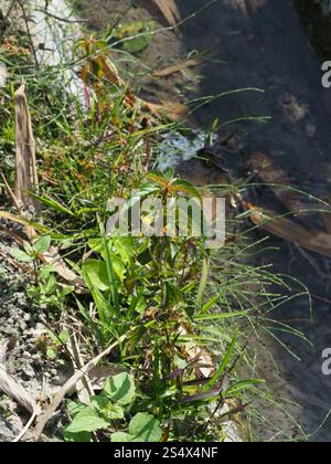 Asian Copperleaf (Acalypha australis Stock Photo - Alamy
