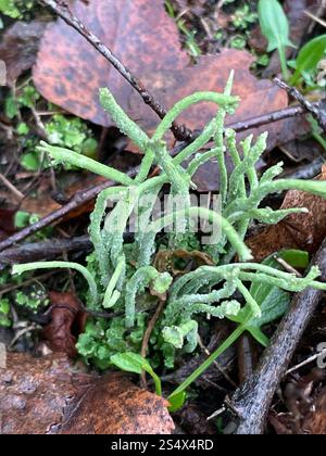 Antlered Powderhorn (Cladonia subulata Stock Photo - Alamy