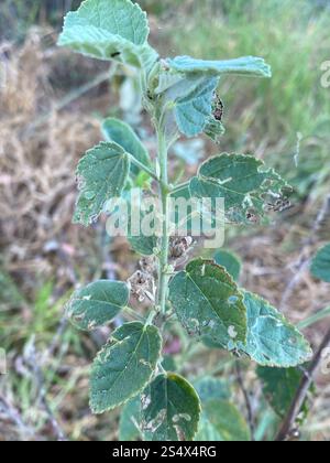 flannel weed (Sida cordifolia Stock Photo - Alamy