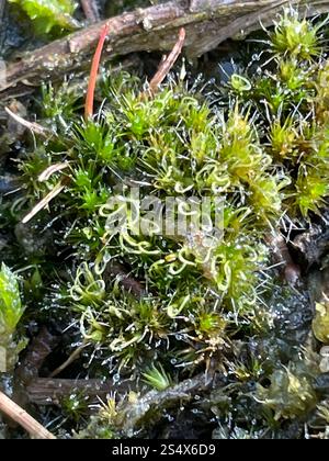 Heath Star-moss (Campylopus introflexus Stock Photo - Alamy