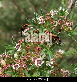 Stinking Longicorn (Stenoderus suturalis Stock Photo - Alamy