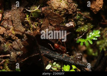 Labidus Army Ants (Labidus Stock Photo - Alamy